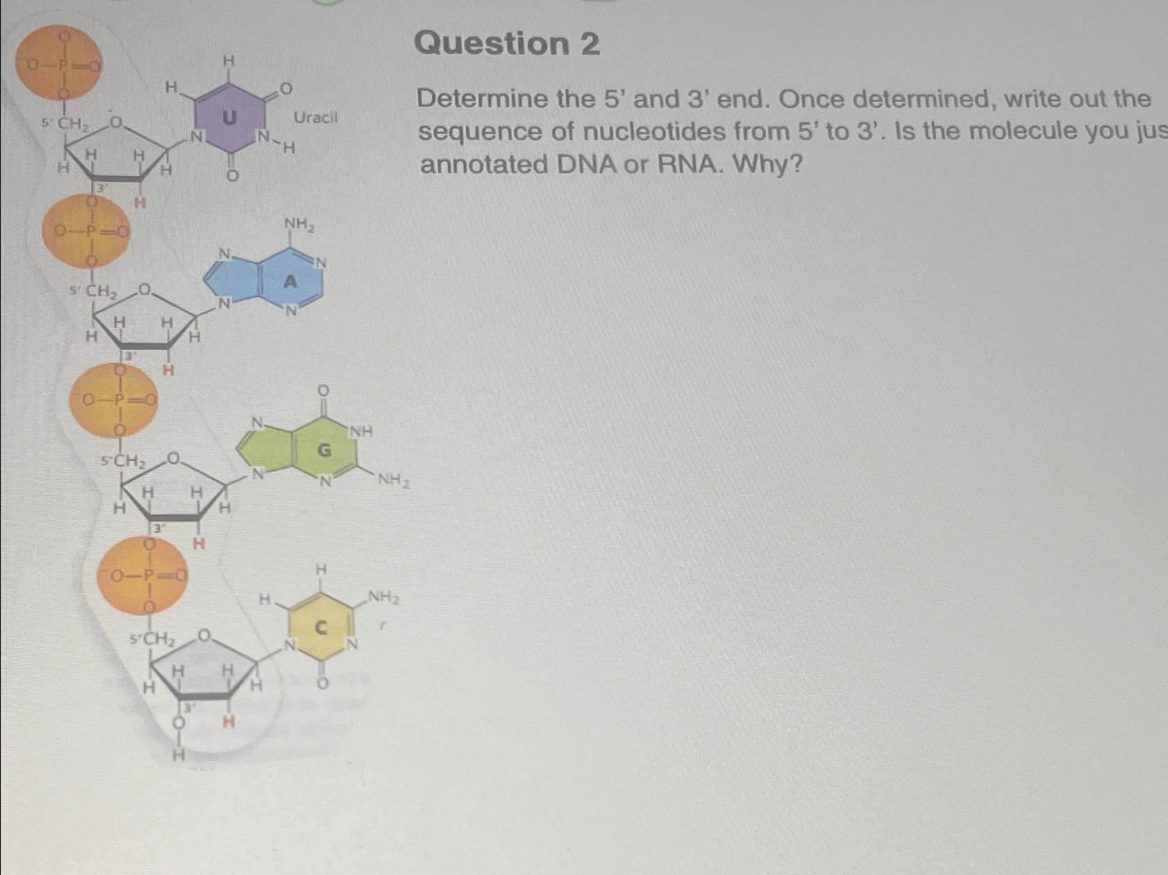 Solved Question 2Determine the 5 ' ﻿and 3 ' ﻿end. Once | Chegg.com