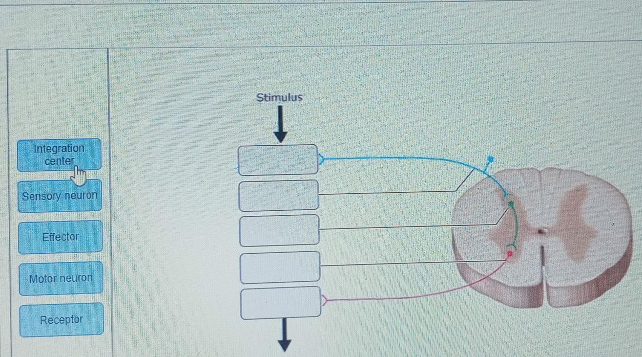 Solved Stimulus T Integration center Sensory neuron Effector | Chegg.com