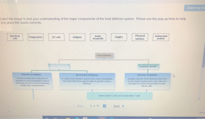 Solved Check my we Label the image to test your | Chegg.com