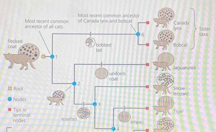 Solved Most recent common ancestor of all cats Most recent | Chegg.com