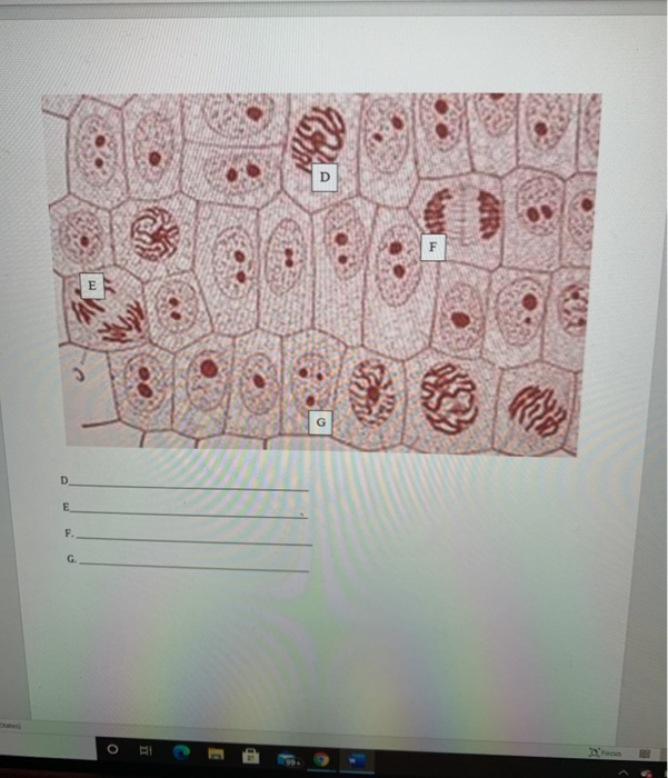 Solved Procedure 2: Mitosis under the microscope. Mitosis in | Chegg.com Solved Procedure 2: Mitosis under the microscope. Mitosis in | Chegg.com