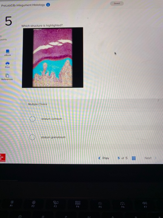 Solved Saved PreLab3b Integument Histology 5 Which structure | Chegg.com