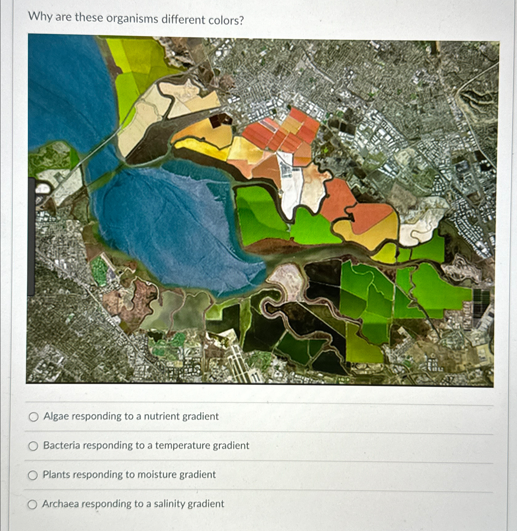 Solved Why are these organisms different colors?Algae | Chegg.com