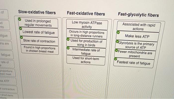 Solved of Slow-oxidative fibers Fast-oxidative fibers | Chegg.com