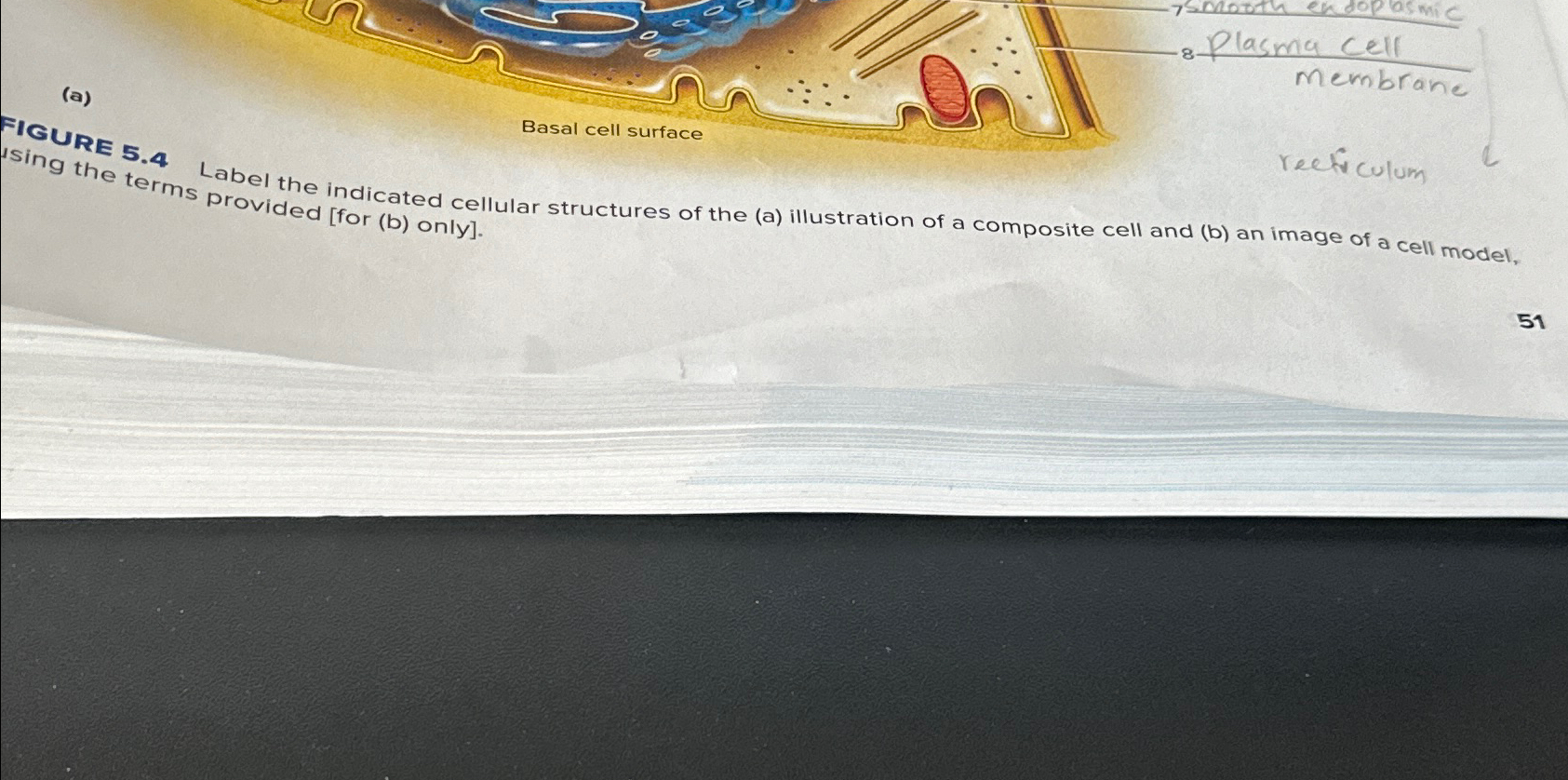 (a)Basal cell surface plasma cell membrane FIGURE | Chegg.com