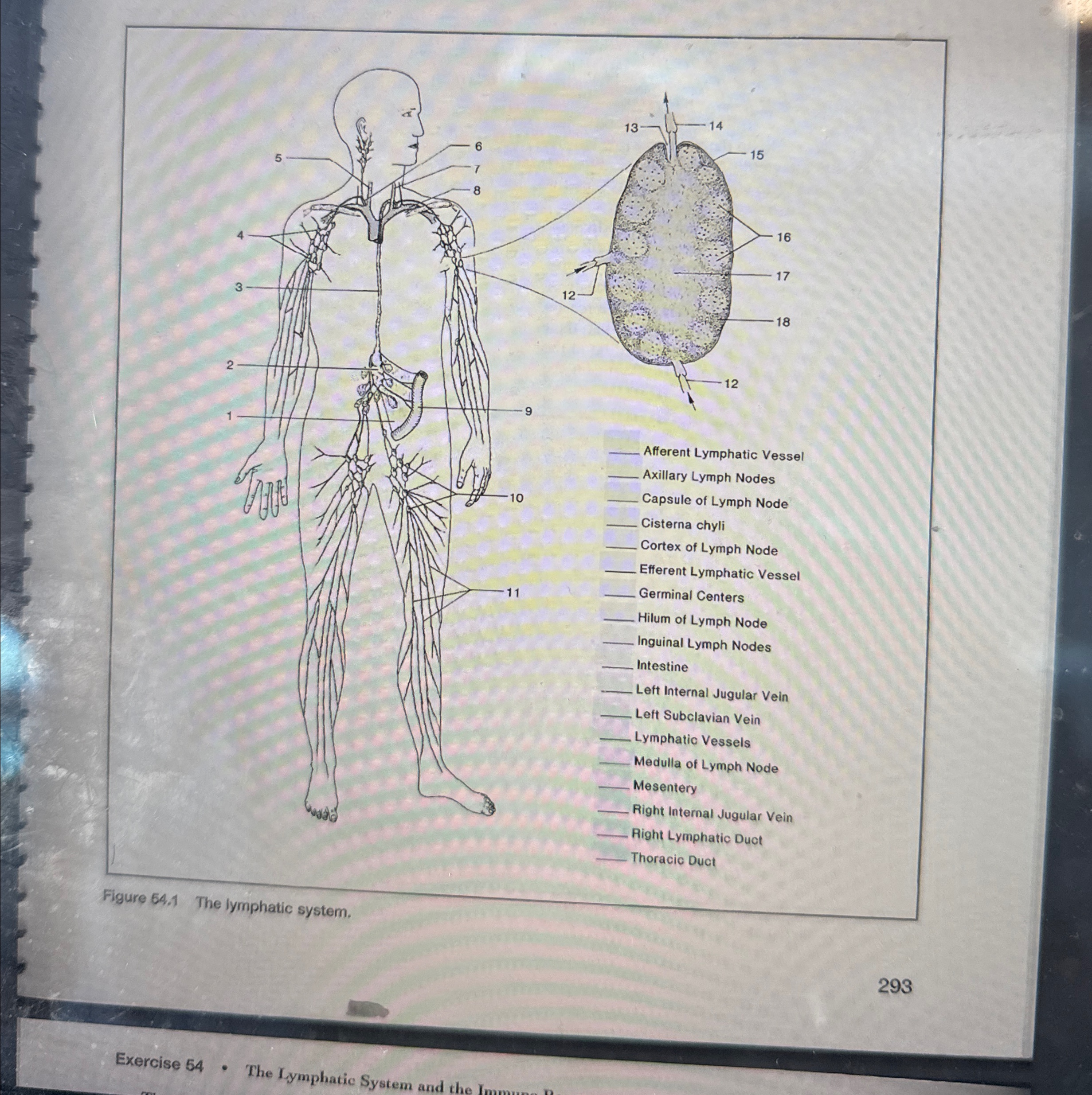 Solved Figure 64.1 ﻿The lymphatic system.293Exercise 54The | Chegg.com