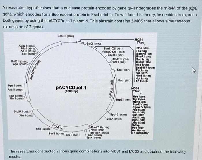 Solved A researcher hypothesises that a nuclease protein | Chegg.com