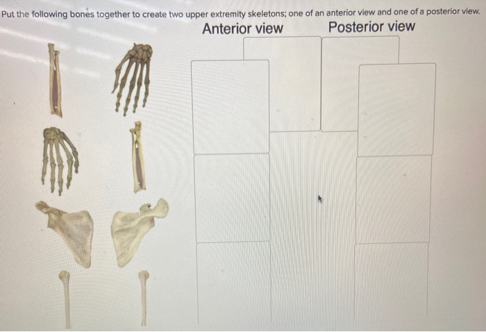 Solved Put the following bones together to create two upper | Chegg.com