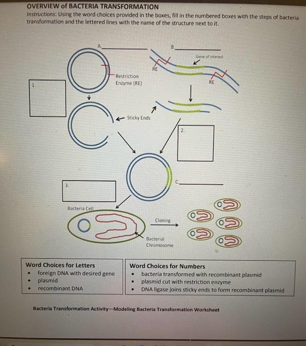 Solved OVERVIEW OF BACTERIA TRANSFORMATION Instructions: | Chegg.com