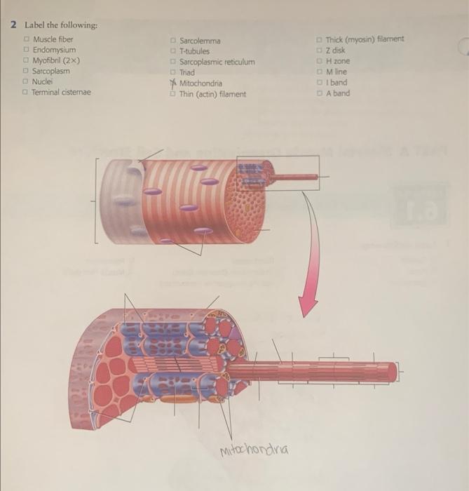 Solved 2 Label the following: Muscle fiber Endomysium | Chegg.com