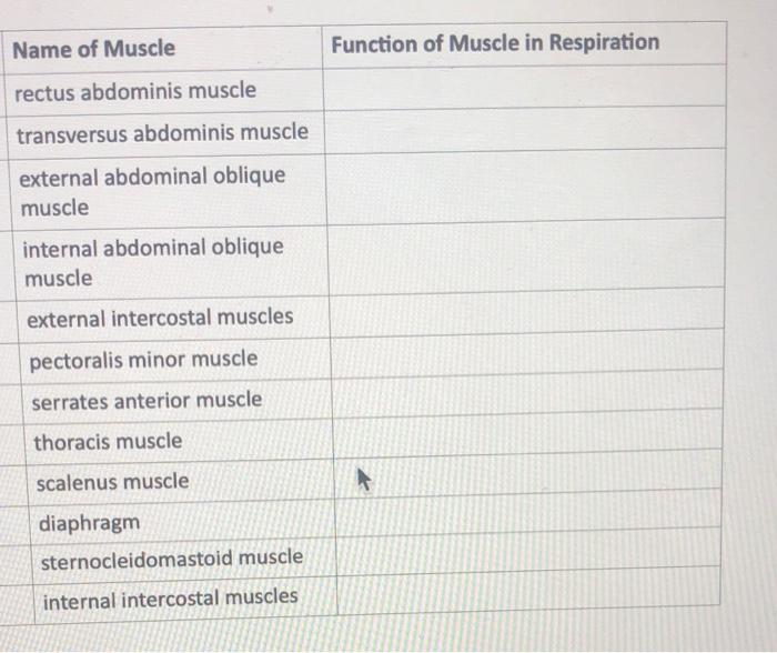 Solved choices function primary muscle of inspiration | Chegg.com