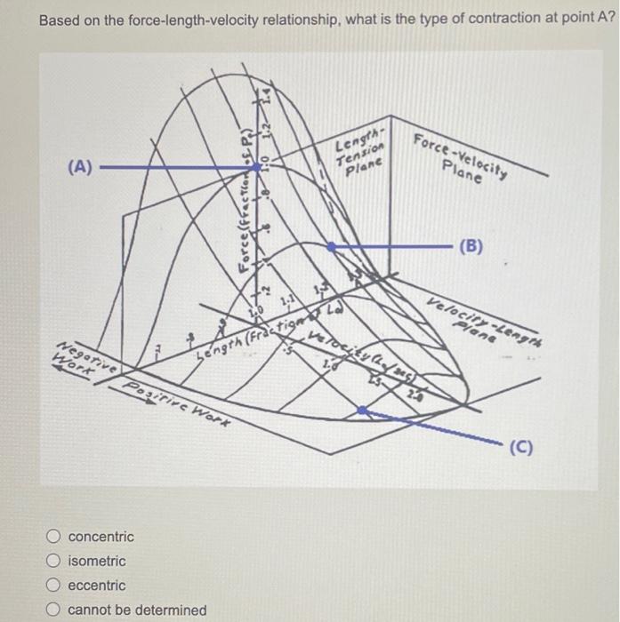 Solved Based on the force-length-velocity relationship, what | Chegg.com