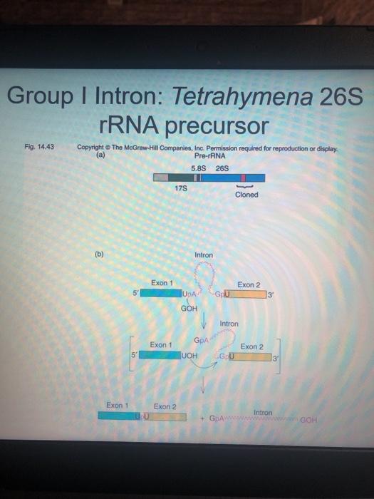 Solved pls expline the figure I intron: tetrahymena 26S rRNA | Chegg.com