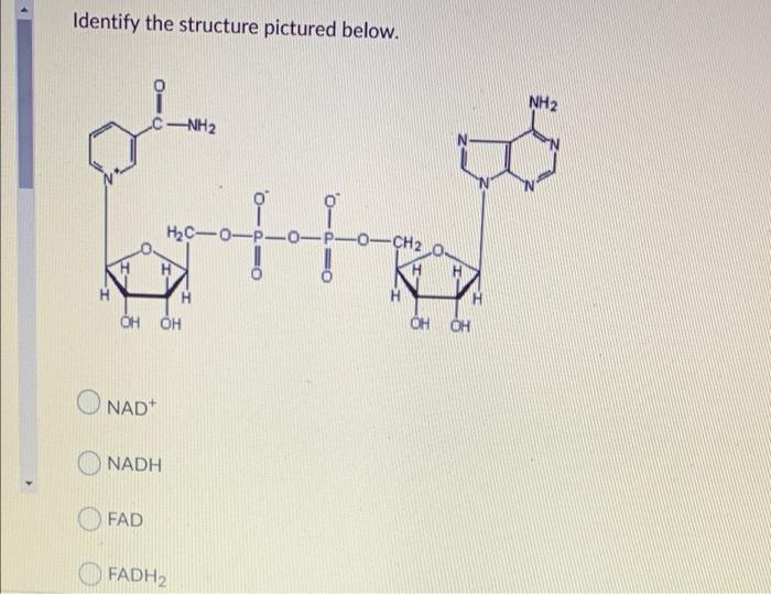 Solved Identify the structure pictured below. NH2 OL -NH2 o- | Chegg.com