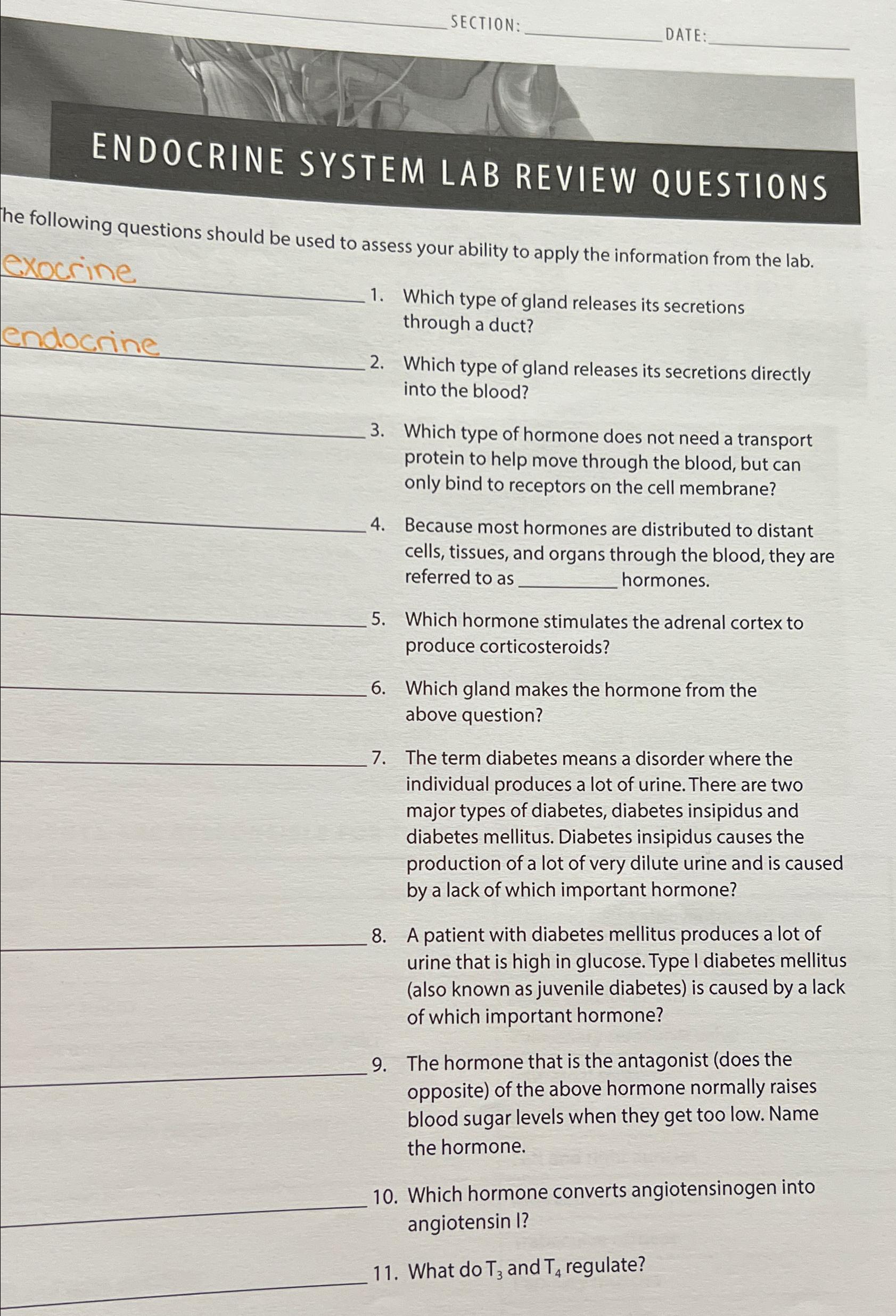 Solved SECTION:DATE:ENDOCRINE SYSTEM LAB REVIEW QUESTIONShe | Chegg.com
