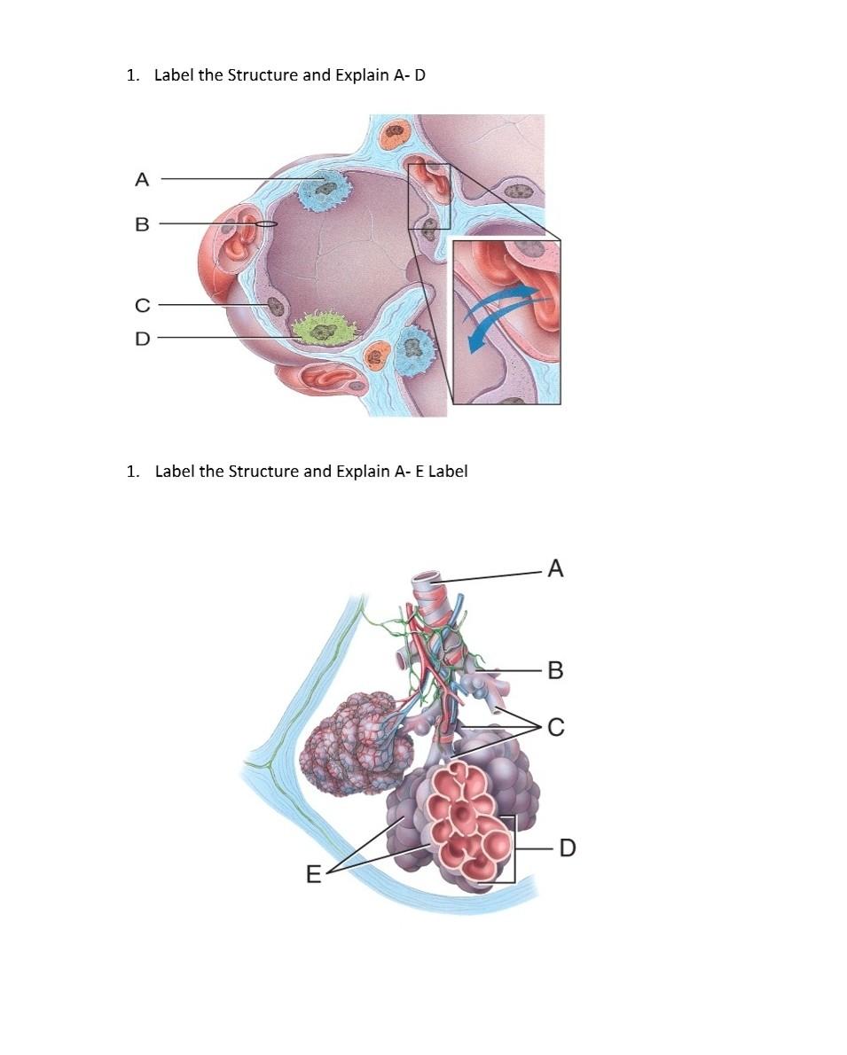 Solved 1. Label the Structure and Explain A-D A B с D 1. | Chegg.com