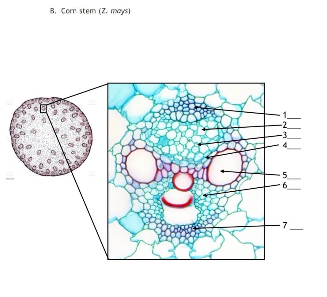 Solved Old MathJax webview | Chegg.com