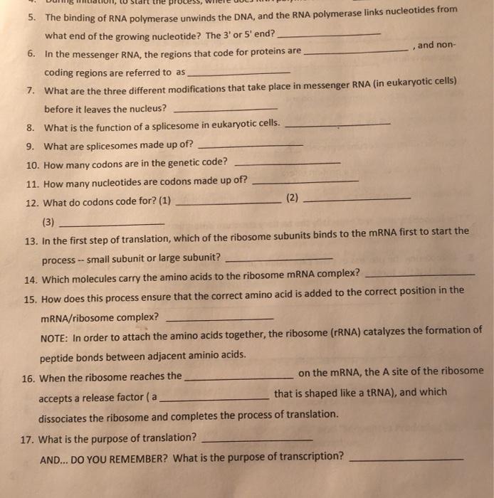 Solved 5. The binding of RNA polymerase unwinds the DNA, and | Chegg.com