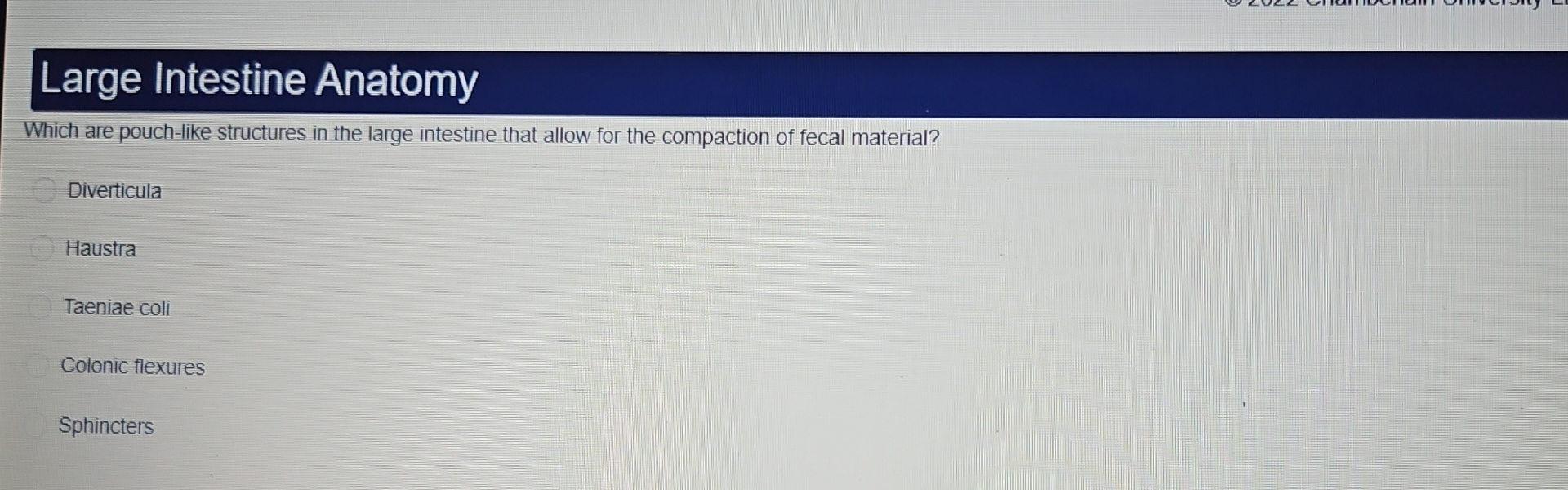 Solved Large Intestine AnatomyWhich are pouch-like | Chegg.com