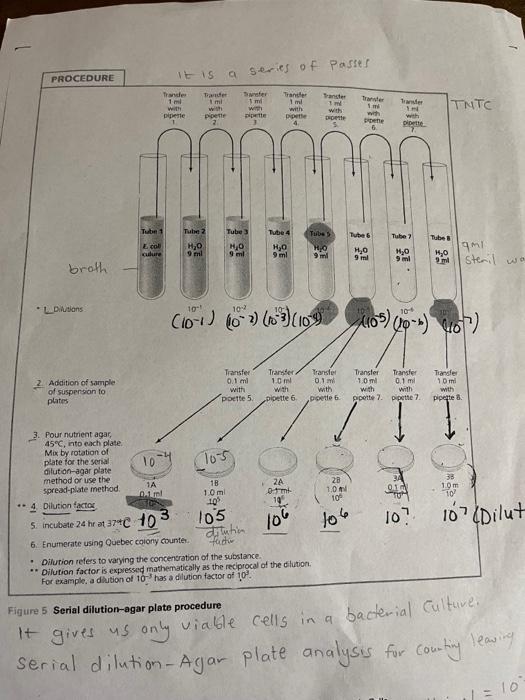 Figure 5 Serial dilution-agar plate procedure It | Chegg.com