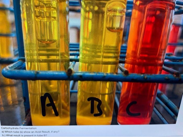 Solved A BC Carbohydrate Formentation a) Which tube (s) show | Chegg.com