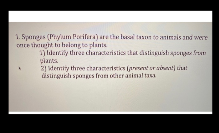 Solved 1. Sponges (Phylum Porifera) are the basal taxon to | Chegg.com