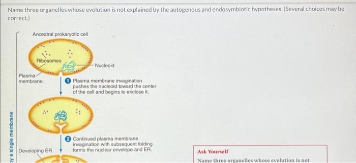 Solved Name three organelles whose evolution is not | Chegg.com