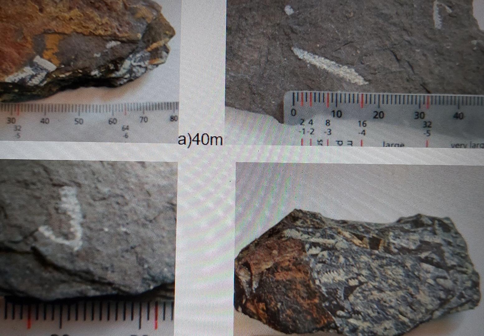 Solved I have to explain how these Graptolites D Murchisoni | Chegg.com