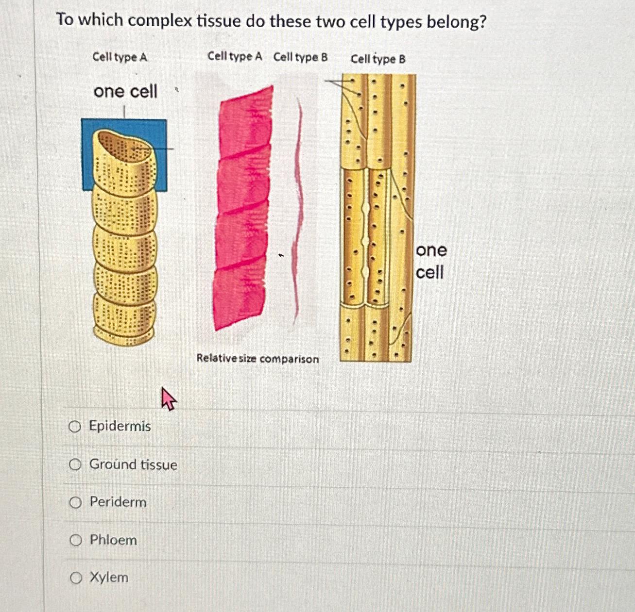 Solved To which complex tissue do these two cell types | Chegg.com