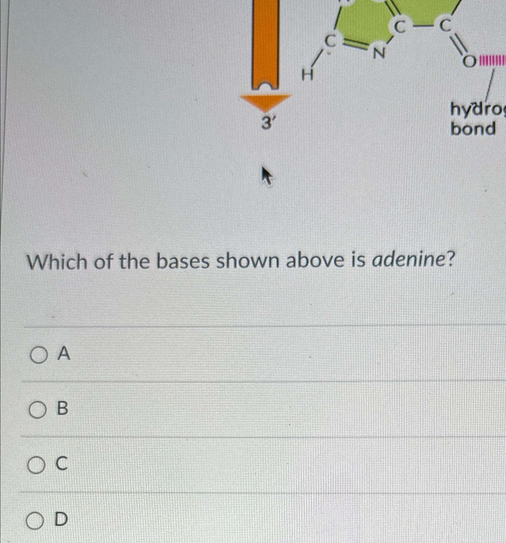 Which of the bases shown above is adenine?ABCD | Chegg.com