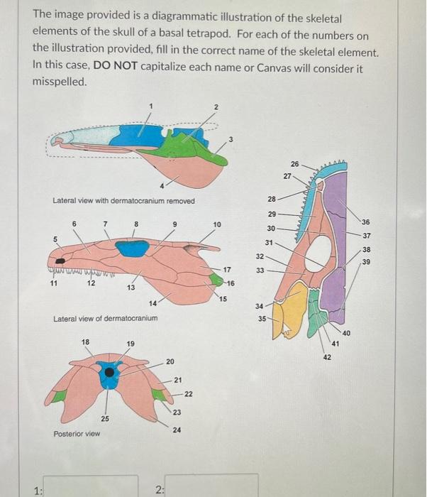 Solved The image provided is a diagrammatic illustration of | Chegg.com