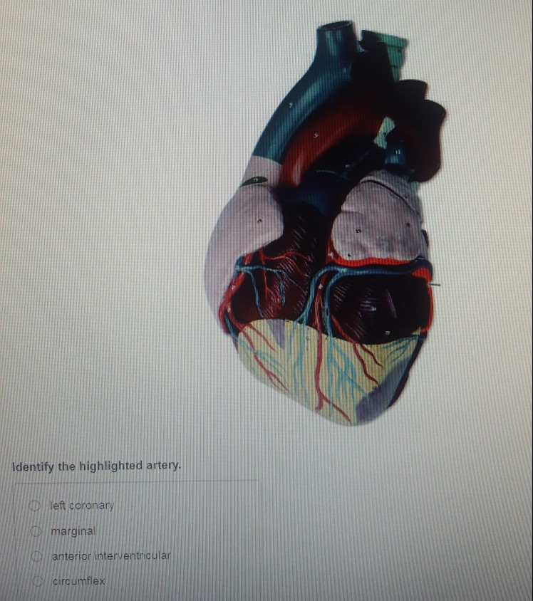 Solved 1-G92: Giant Identify the highlighted structures. | Chegg.com