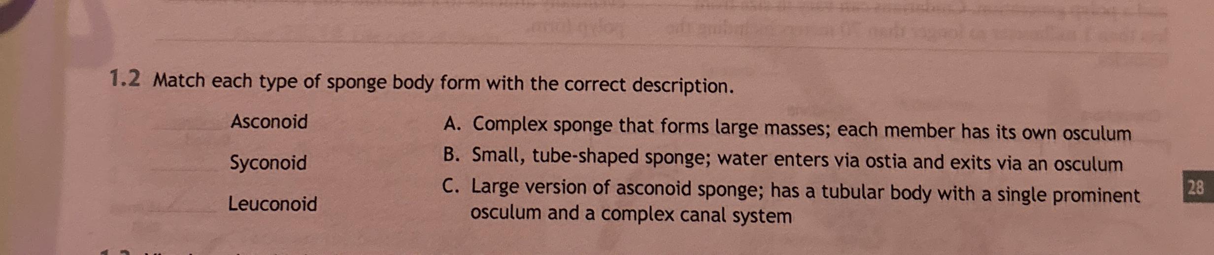Solved 1.2 ﻿Match each type of sponge body form with the | Chegg.com