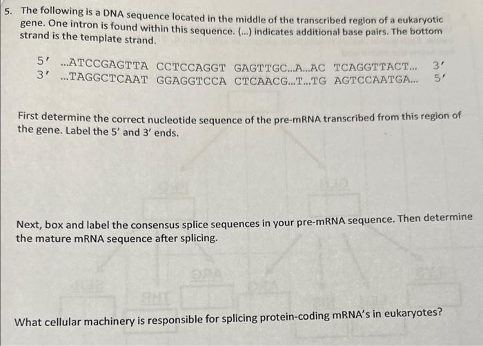 Solved 5. The following is a DNA sequence located in the | Chegg.com