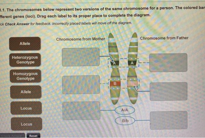 Solved 1.1. The chromosomes below represent two versions of | Chegg.com