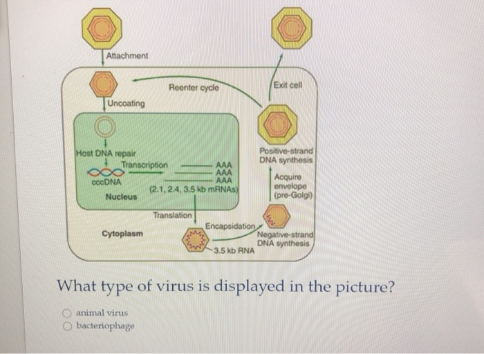 Solved Question Completion Status: Question 15 LYTIC CYCLE | Chegg.com