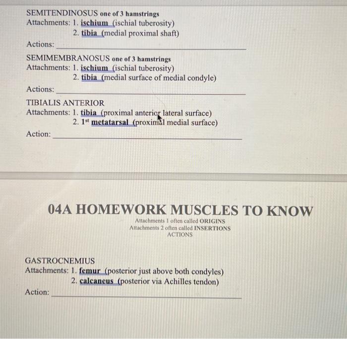 Solved SEMITENDINOSUS one of 3 hamstrings Attachments: 1. | Chegg.com