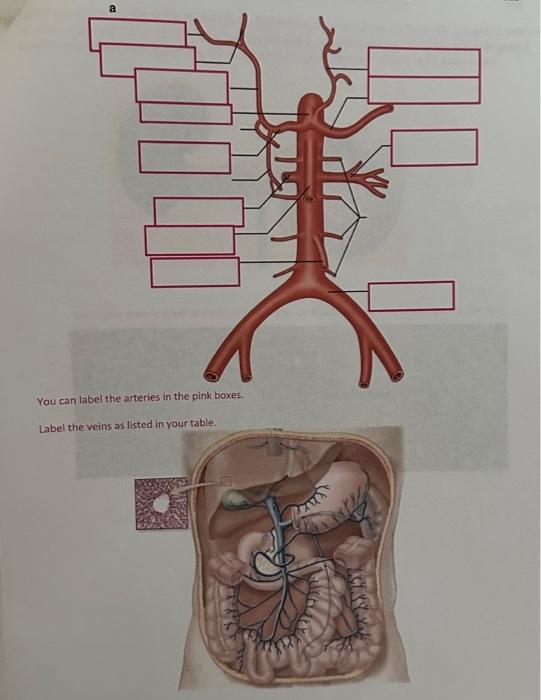 You can label the arteries in me fin wure? Label the | Chegg.com