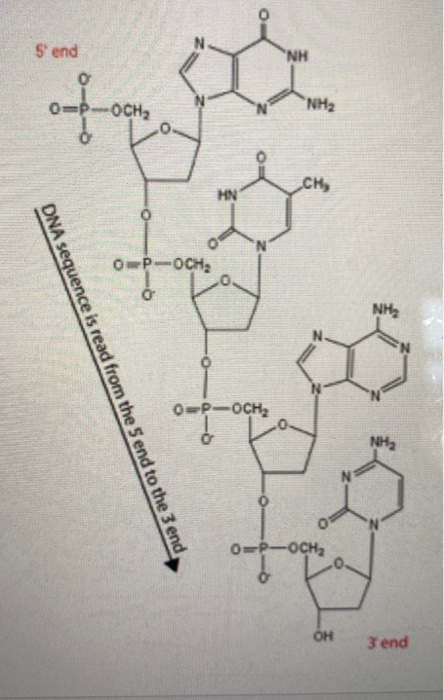 Solved 5' end 0 NH -OCH2 NH2 CH NH OPOCHE O HN DNA sequence | Chegg.com