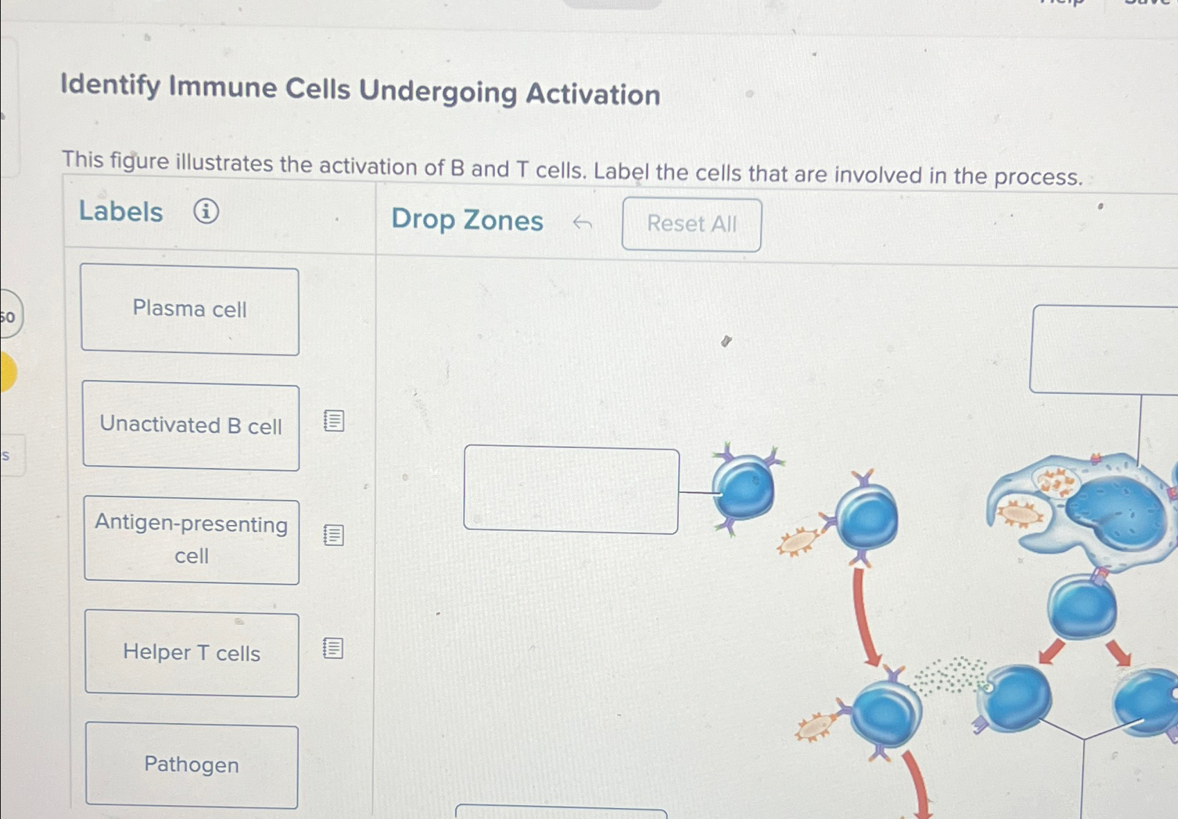 Solved Identify Immune Cells Undergoing ActivationThis | Chegg.com