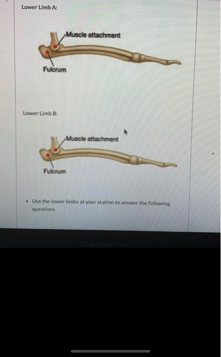 Solved Lower Limb A: Muscle attachment Fulcrum Lower Limb B: | Chegg.com