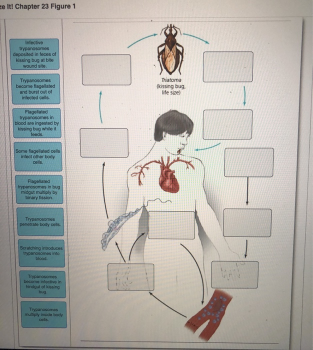Solved ze It! Chapter 23 Figure 1 Infective trypanosomes | Chegg.com