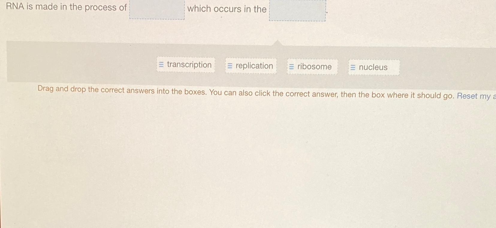 Solved RNA is made in the process ofwhich occurs in theDrag | Chegg.com