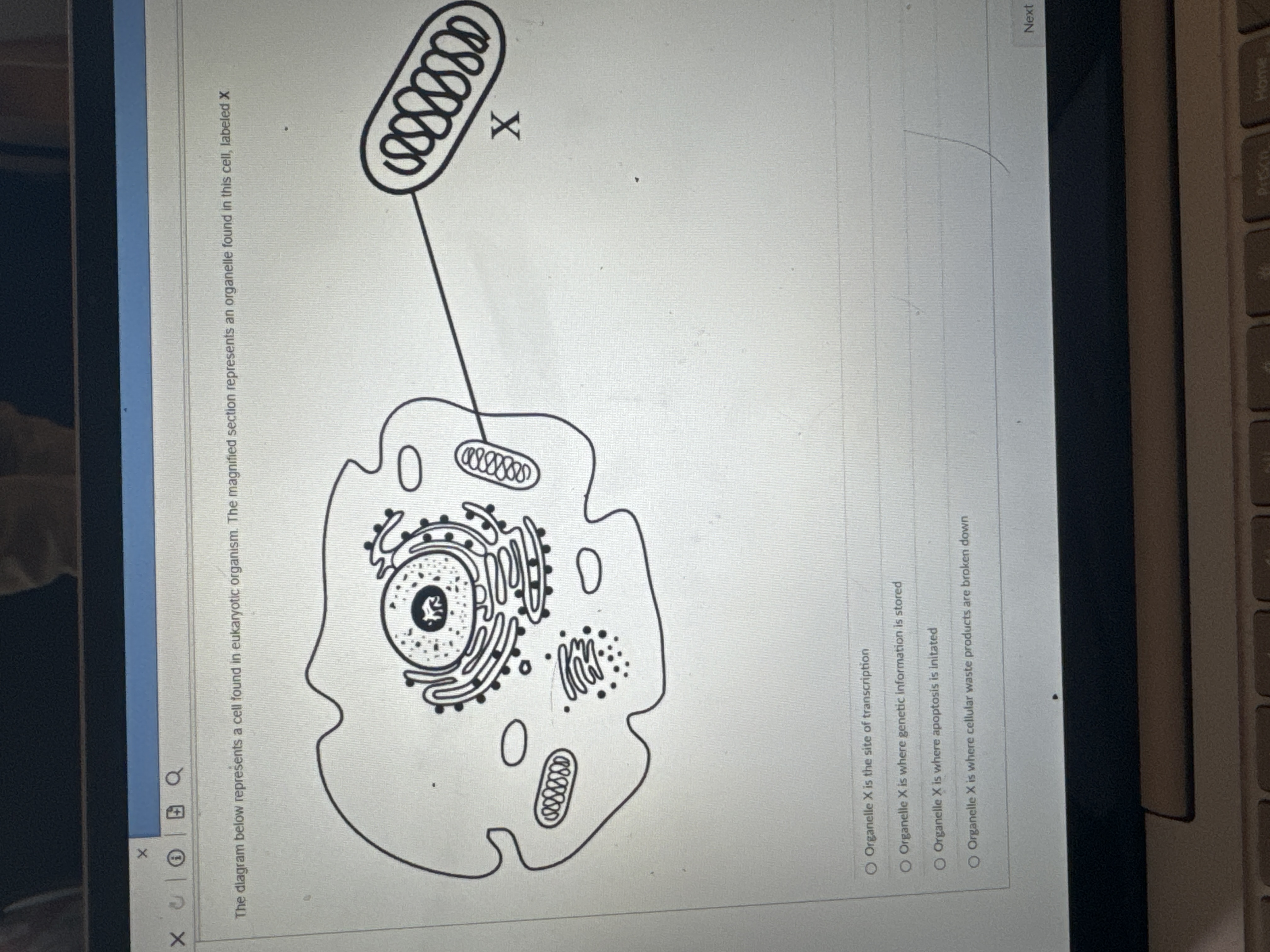 Solved The diagram below represents a cell found in | Chegg.com