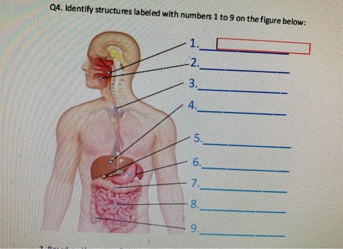 Solved Q4. Identify structures labeled with numbers 1 to 9 | Chegg.com