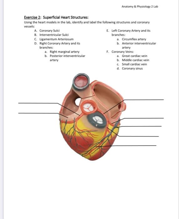 Solved Anatomy & Physiology 2 Lab Exercise 2: Superficial | Chegg.com