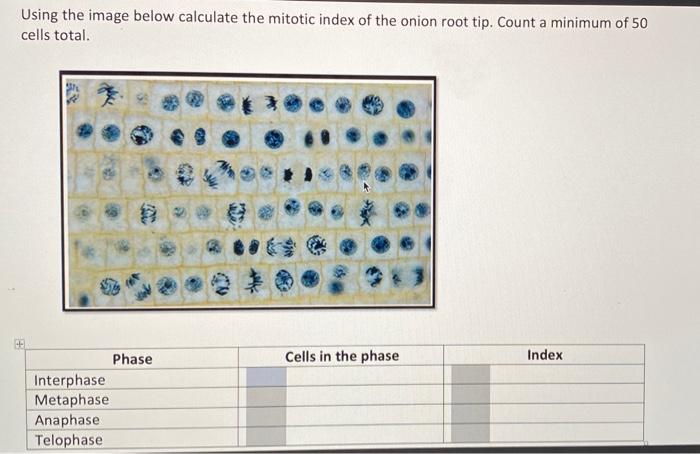 Solved A mitotic index is a calculation that is used to | Chegg.com