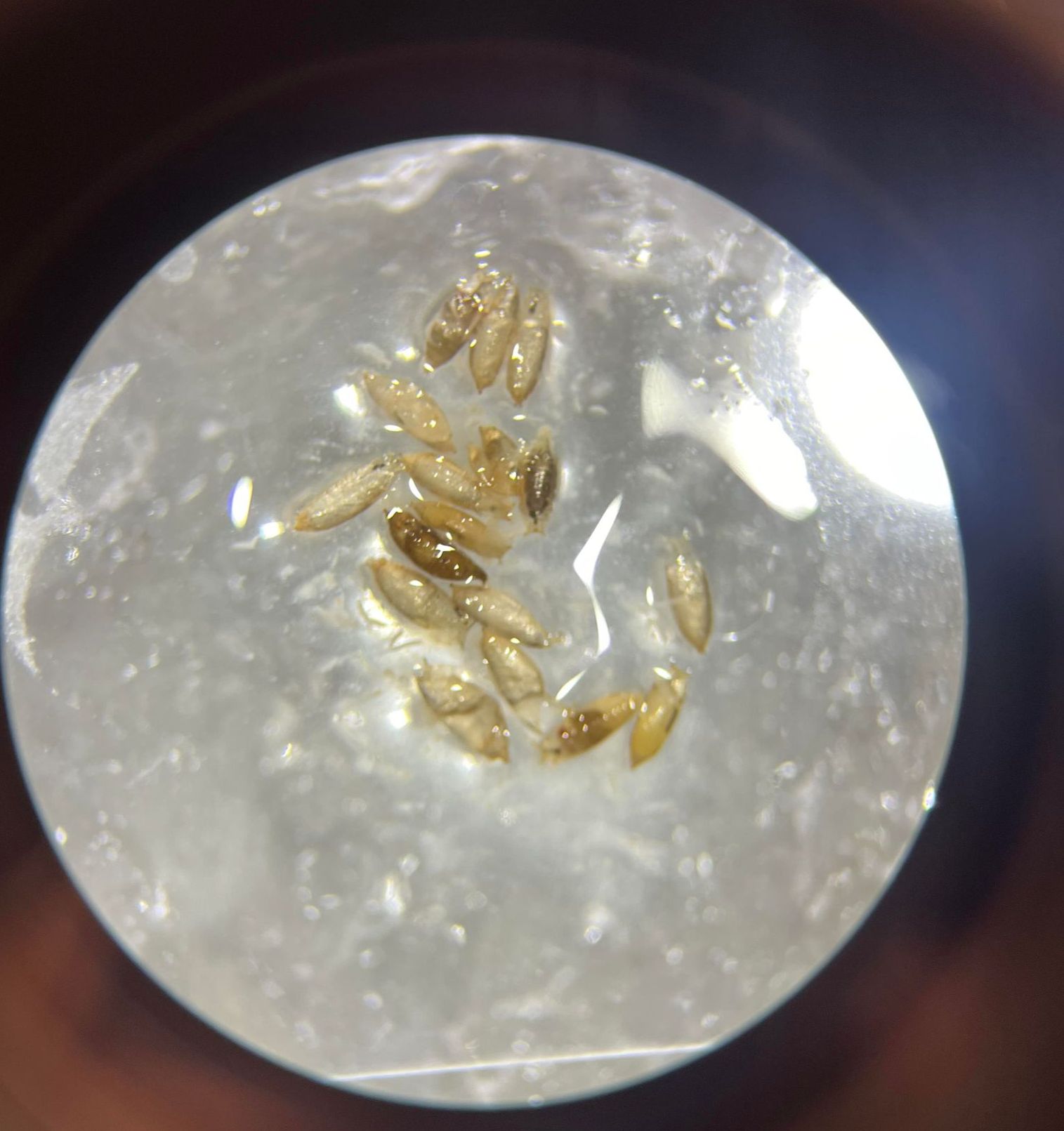 Solved Label adults, pupa (early, ﻿mid, late), ﻿and larva | Chegg.com