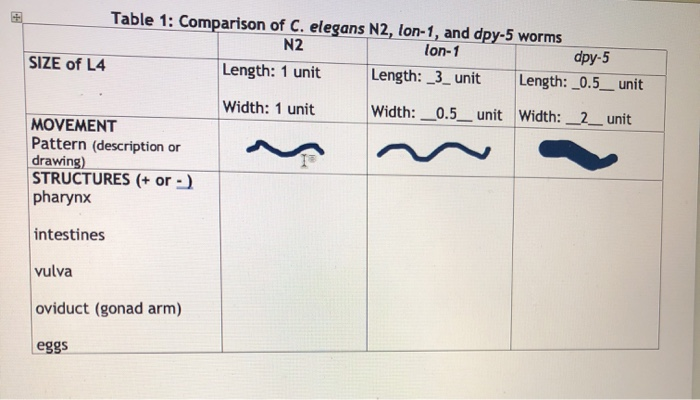 Solved Table 1: Comparison of C. elegans N2, lon-1, and | Chegg.com