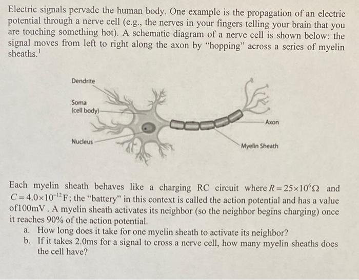 Solved Electric signals pervade the human body. One example | Chegg.com